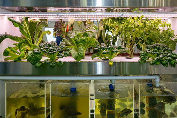 Aquaponics Pros and Cons - Aquaponics Grow Aquaponics Pros and Cons - Aquaponics Grow